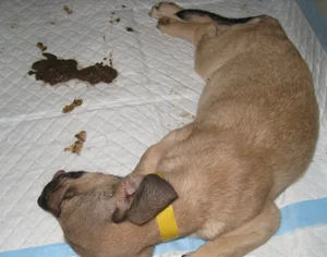 Parvovirus in Dogs | Symptoms, Treatment & Prevention | My Corner Vet ...