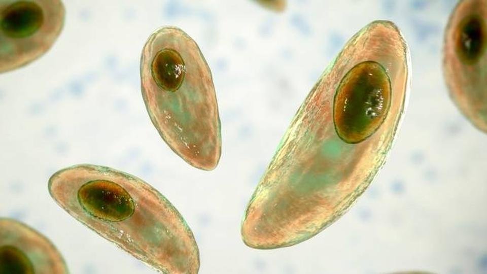 Toxoplasmosis in Cats | Symptoms, Risks & Prevention | My Corner Vet ...