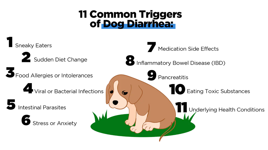 Diarrhoea in Dogs | Causes & Treatment | My Corner Vet Nedlands