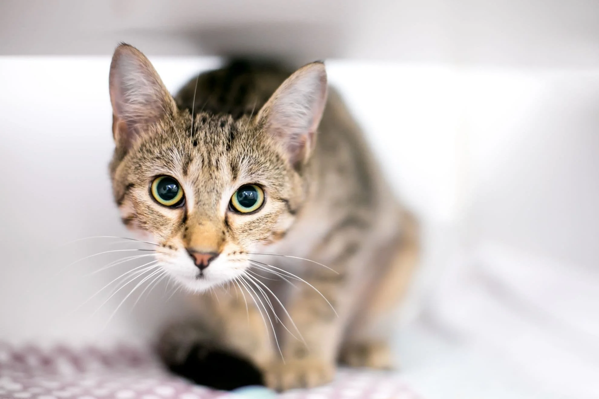 Cat Anxiety | Signs, Causes & Treatment | My Corner Vet Nedlands