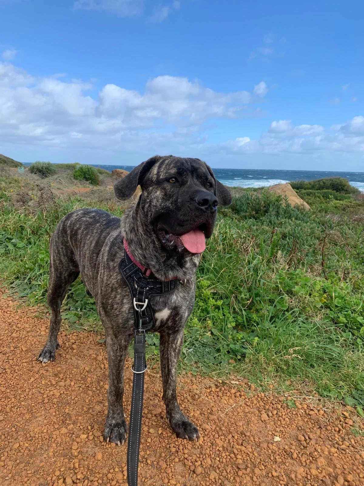 Vet Services for Swanbourne Pets | My Corner Vet Nedlands