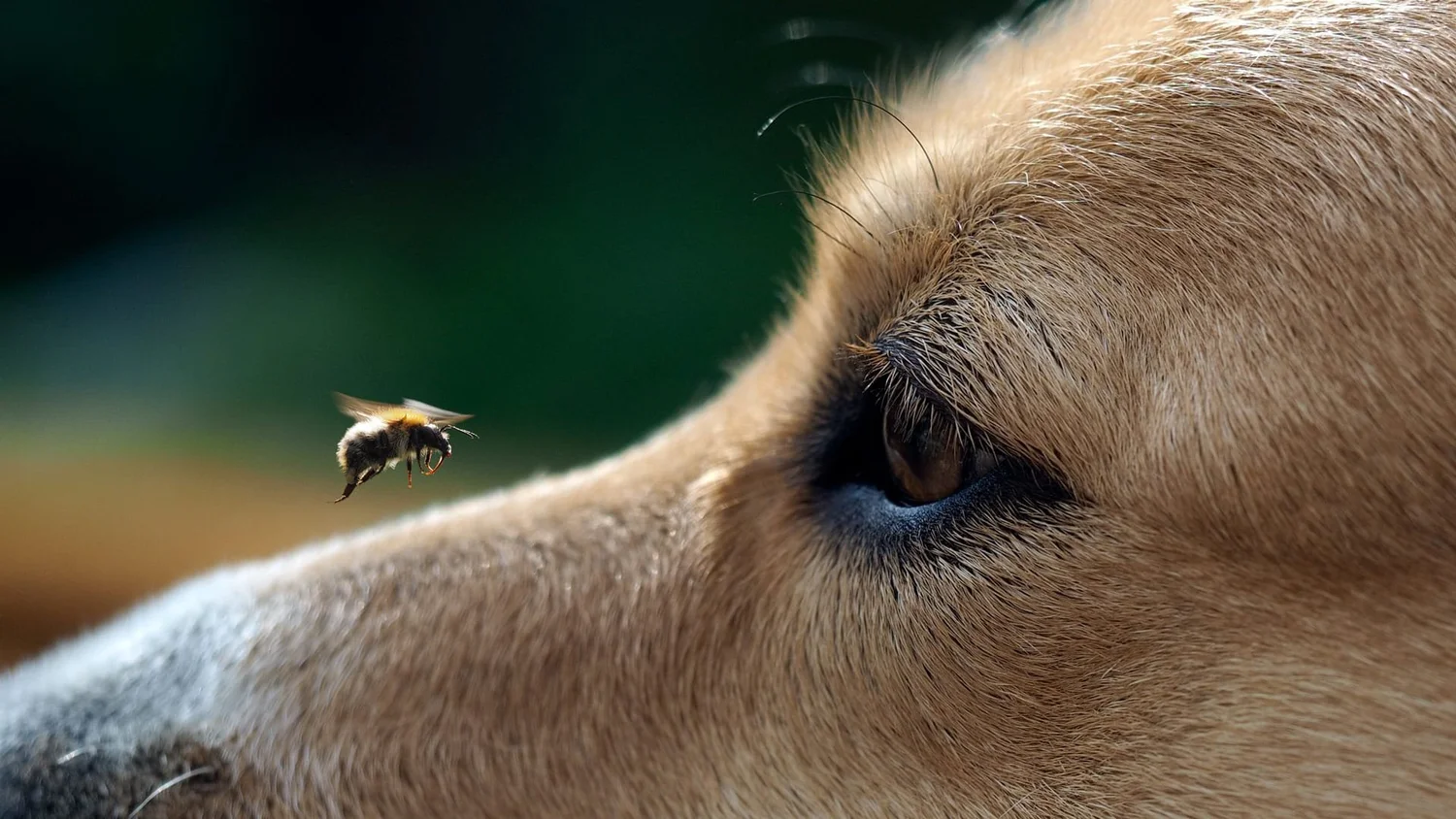 Insect Bites and Stings in Dogs | Symptoms & Emergency Care | My Corner ...