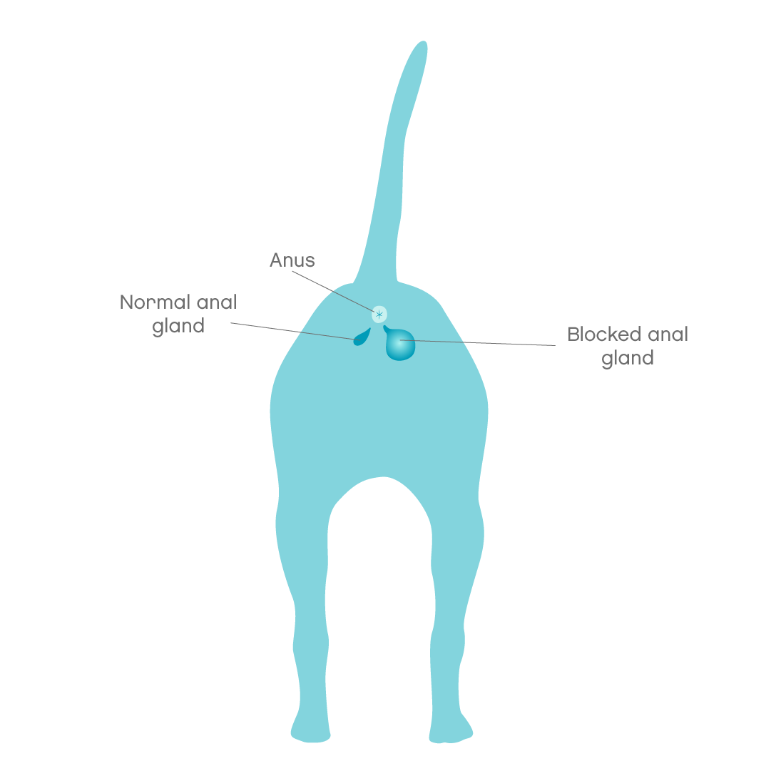 Anal Gland Disease in Cats | My Corner Vet Nedlands