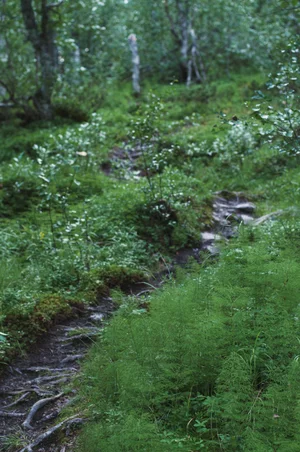 Hiking Skierfe: How to Reach Sarek National Park’s Most Iconic ...