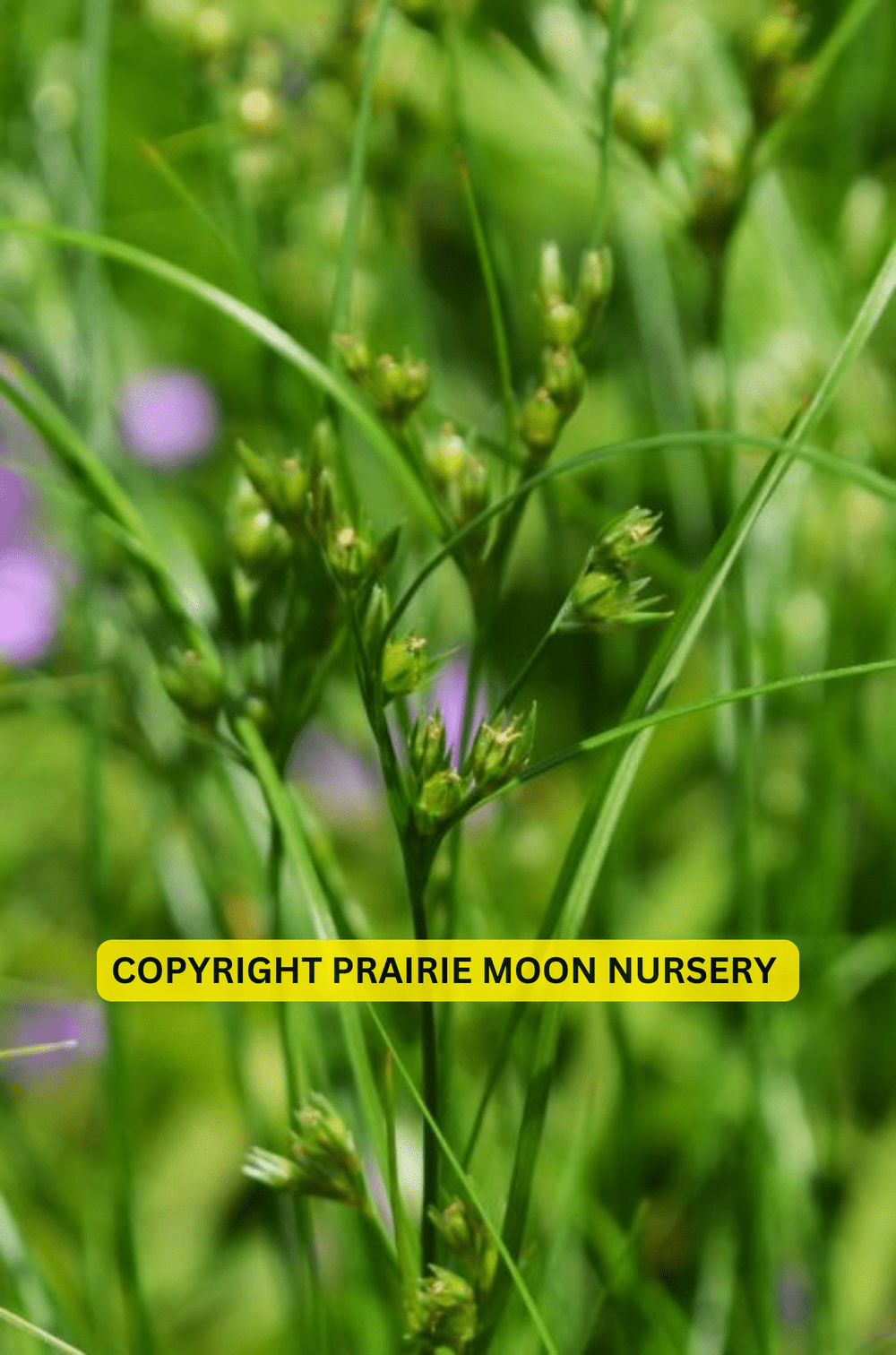Path Rush — Meadow View Natives