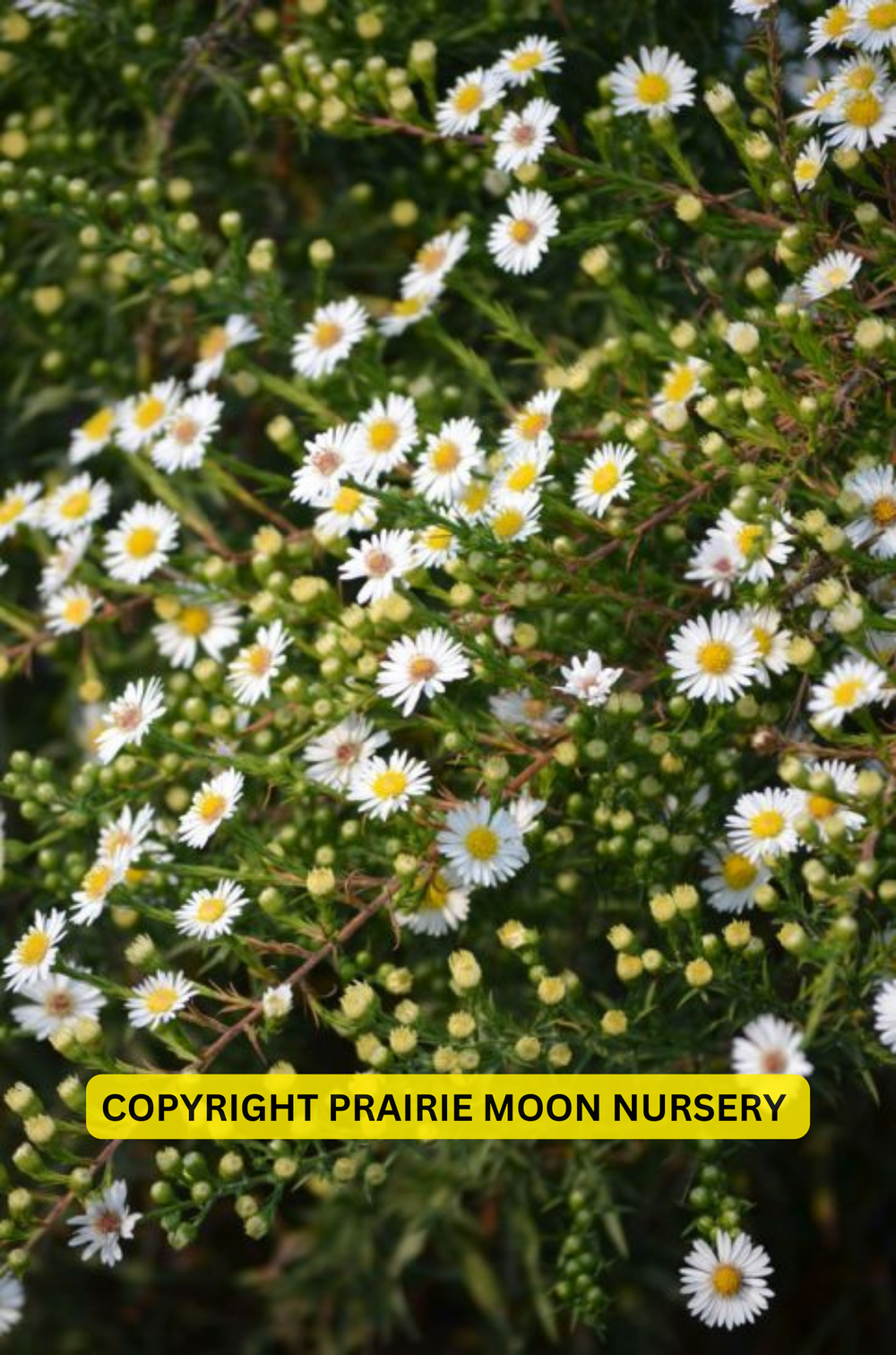 Frost Aster — Meadow View Natives