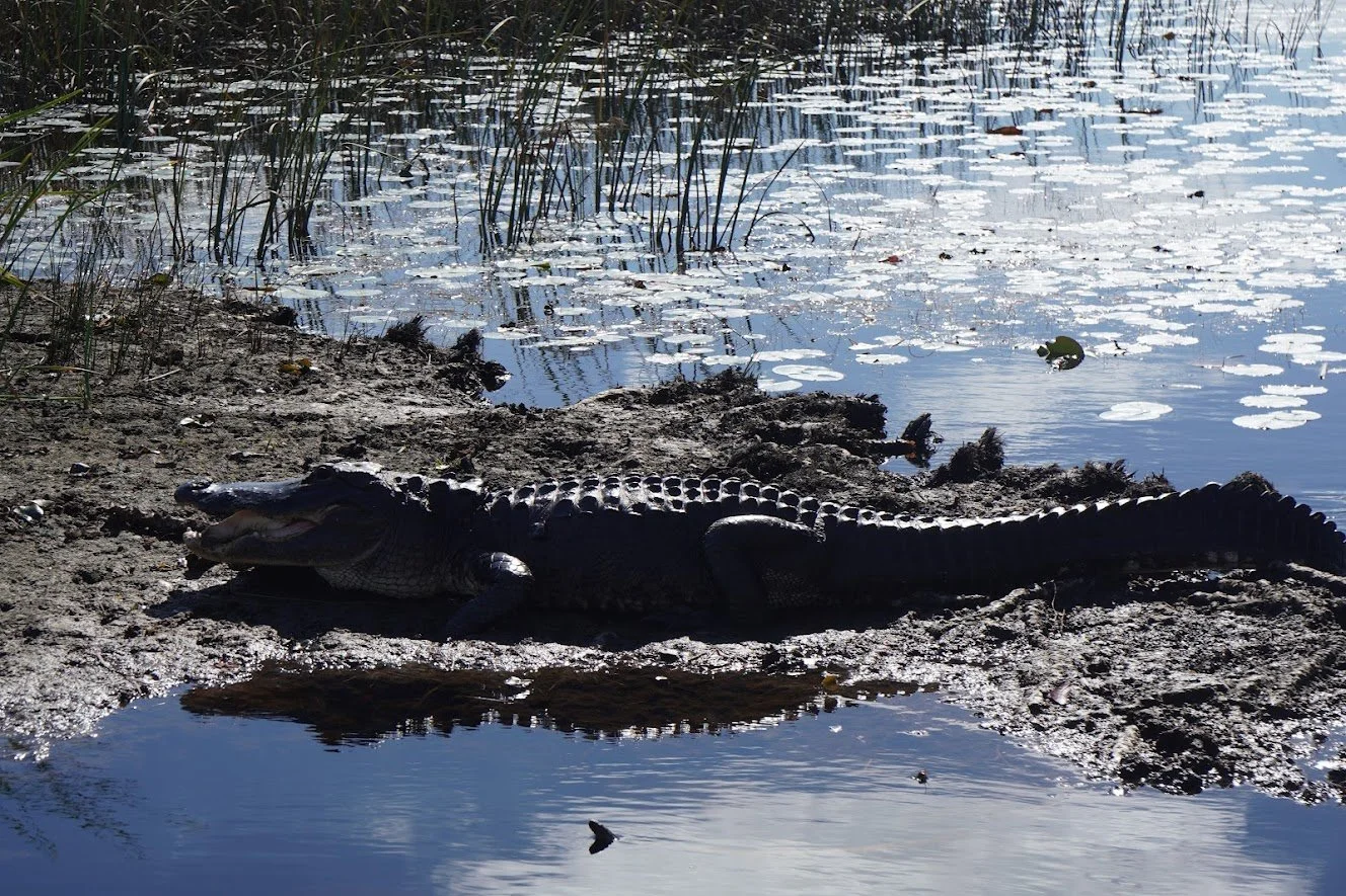 Case Study: Florida Airboat Tours: A Thrilling Ride with an Eco ...