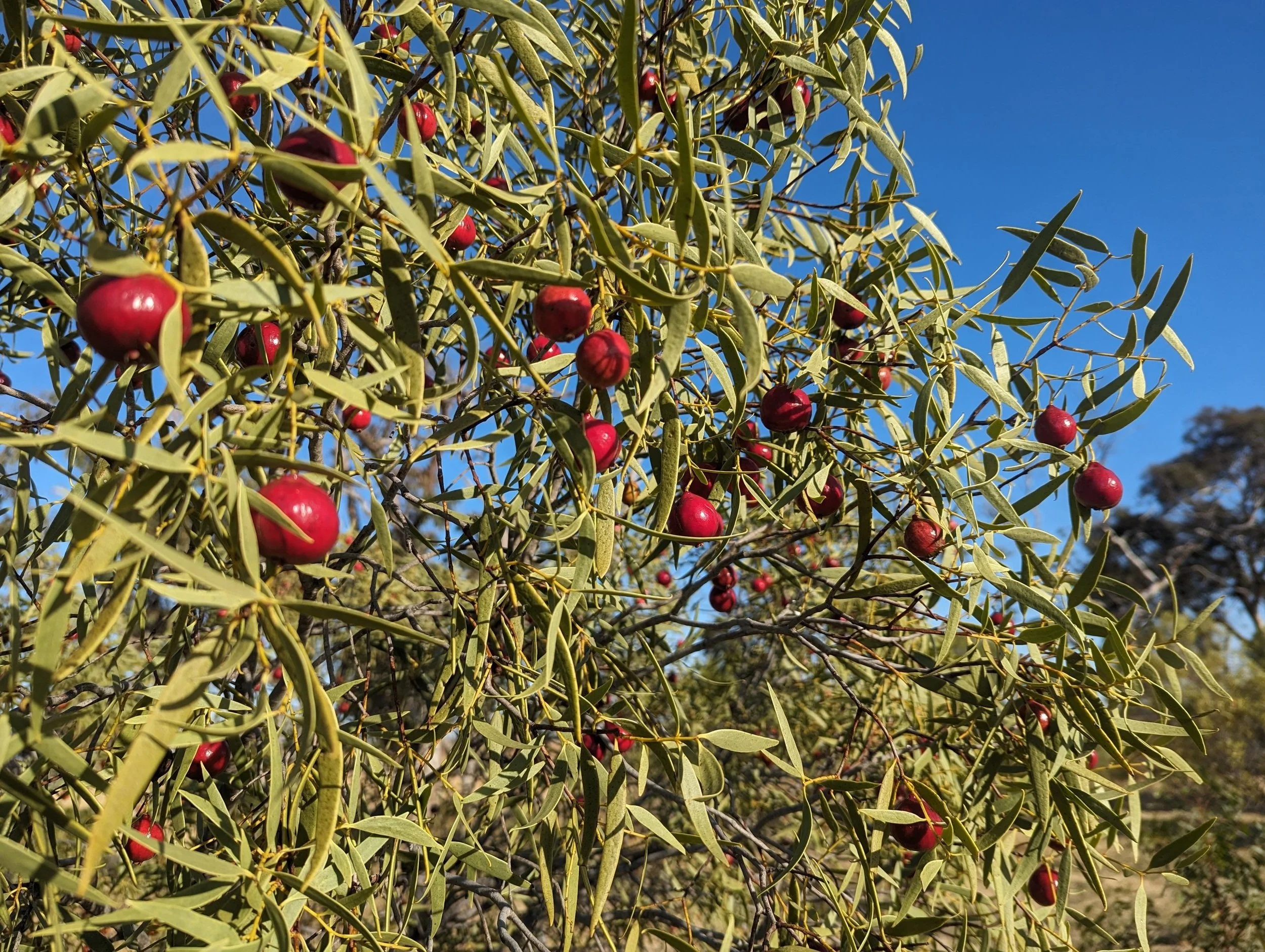 Quandong — Ni Ni Well