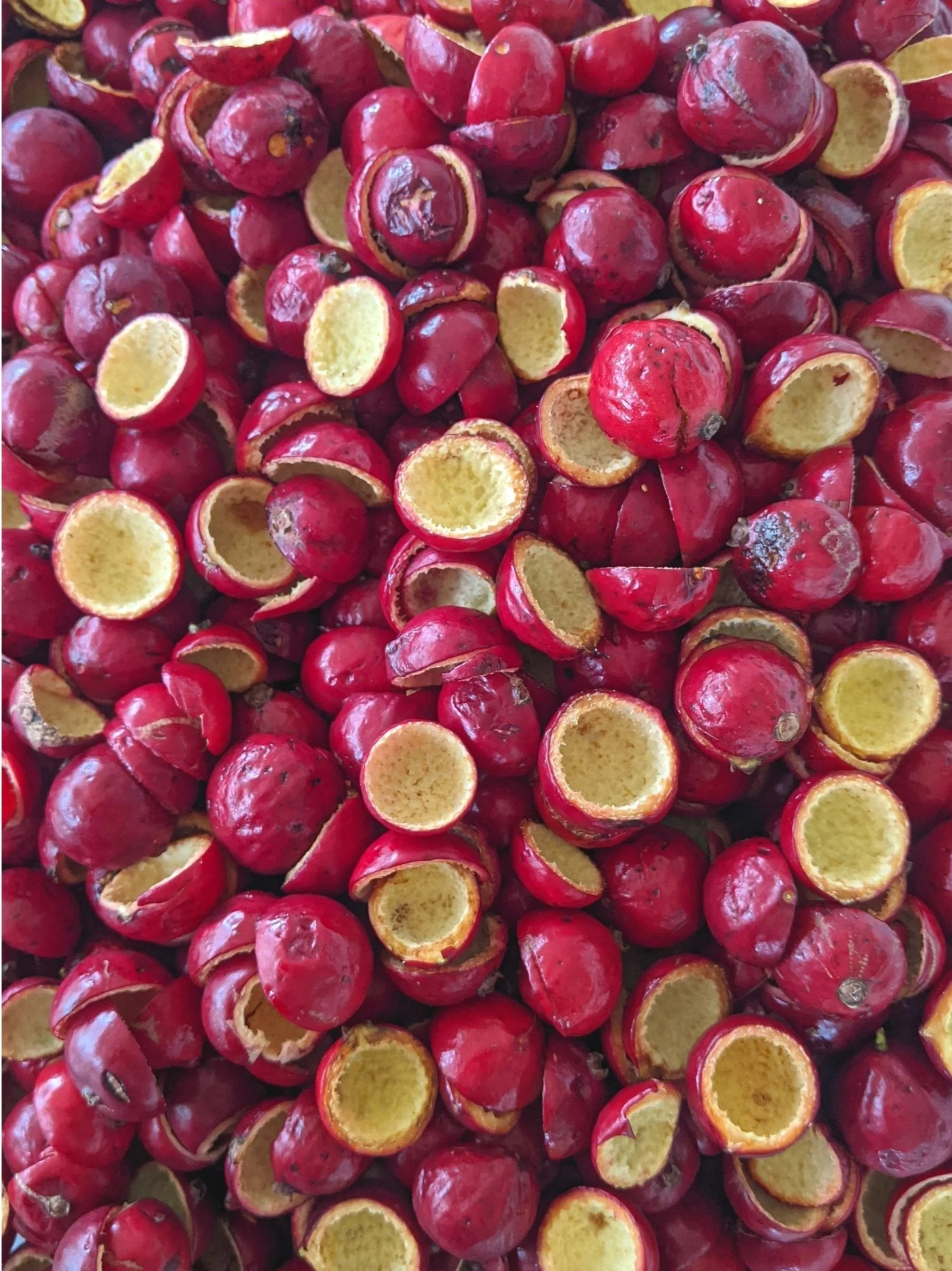 Quandong — Ni Ni Well