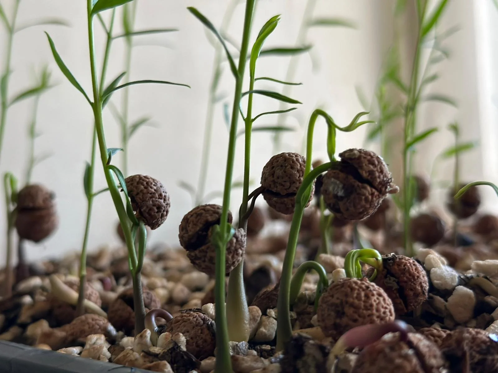 Quandong — Ni Ni Well