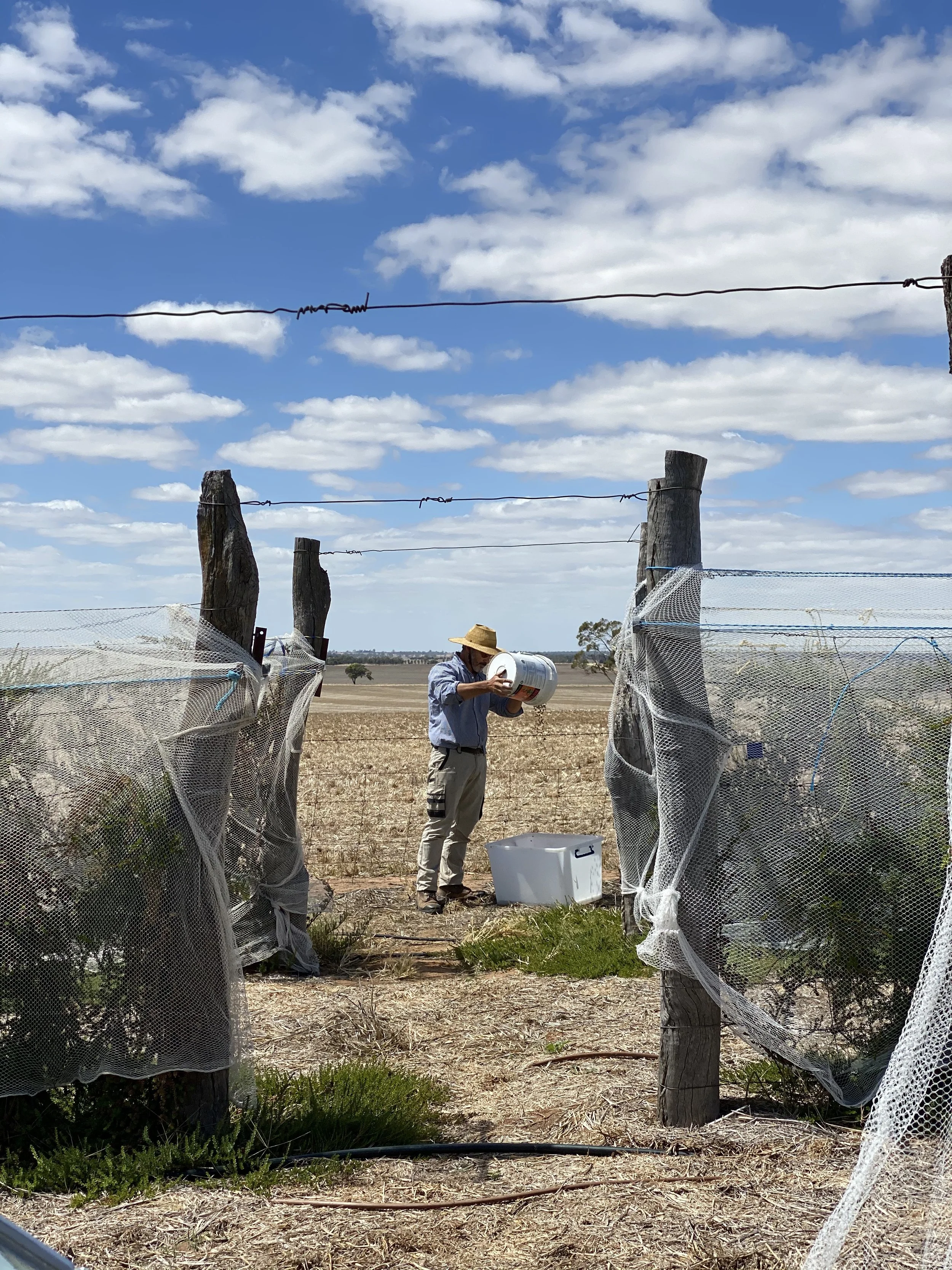 Muntries — Ni Ni Well