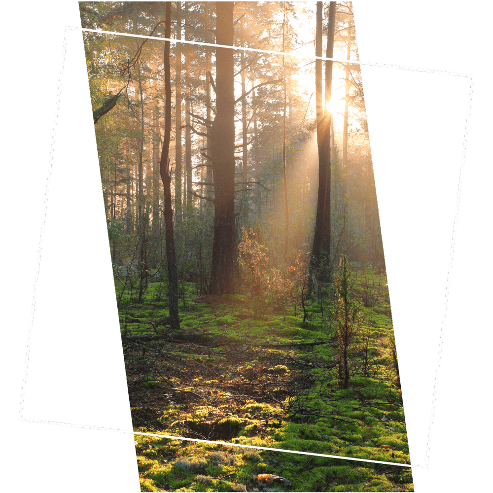 Weild Climate Markets