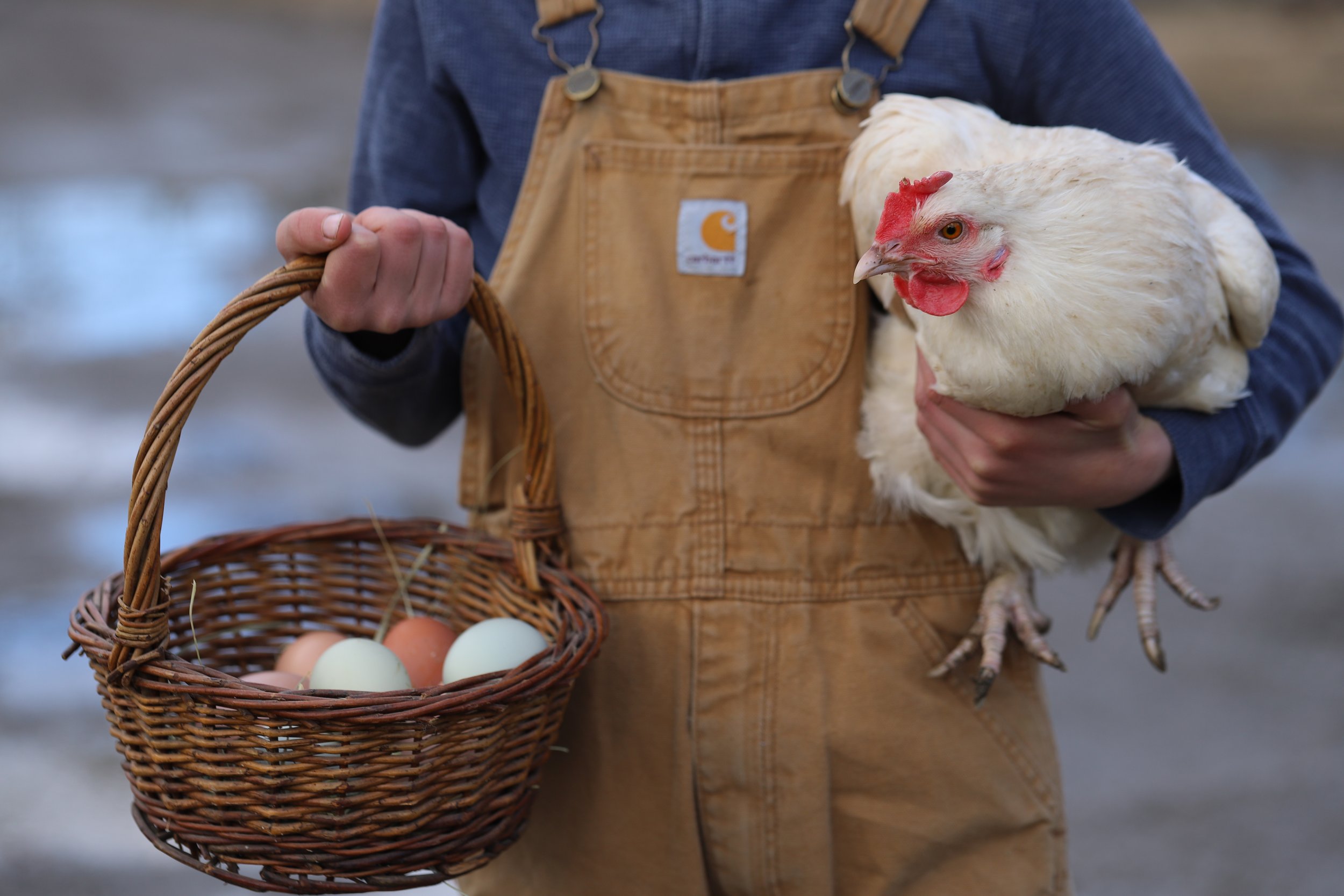 Member Enrollment — 4-H British Columbia