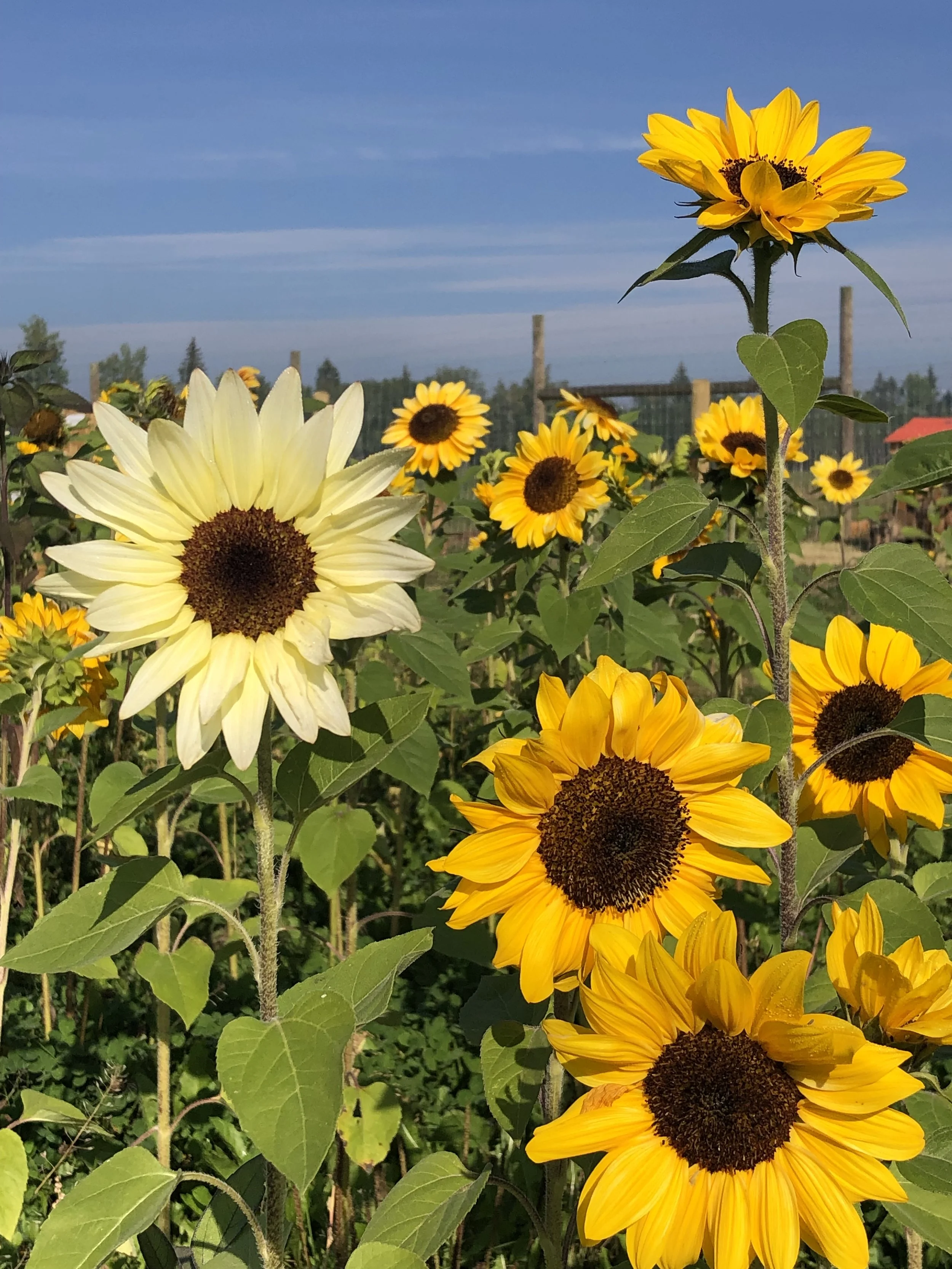 Leader Appreciation — 4-H British Columbia