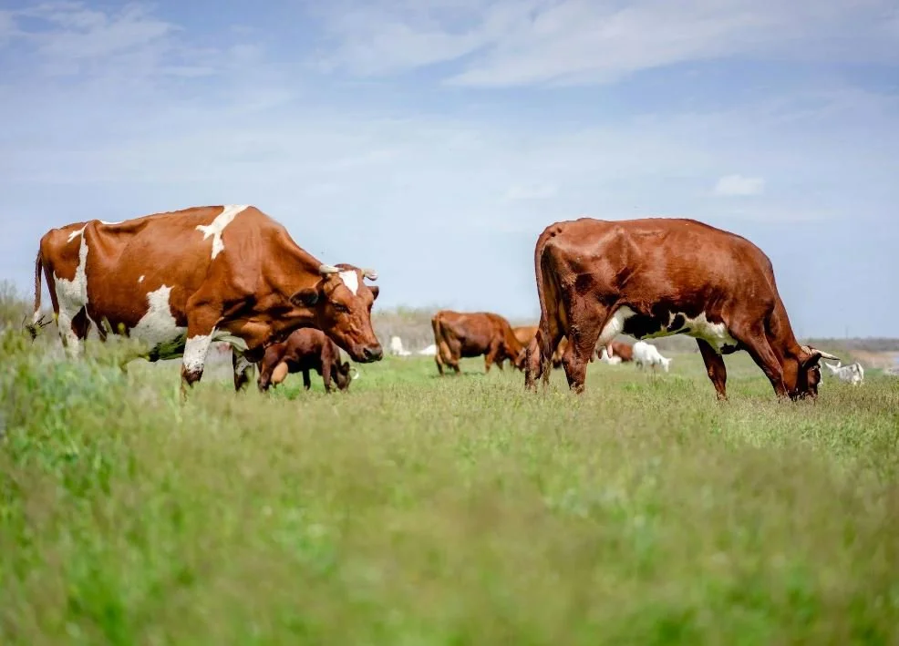 Langley Beef 4-H Club — 4-H British Columbia