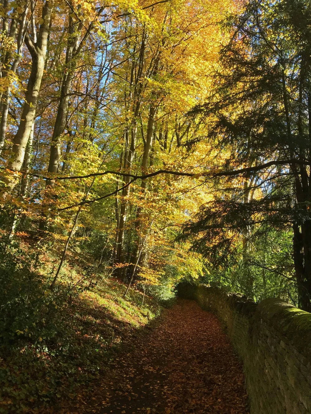 Box Wood - Gloucestershire — Box Village
