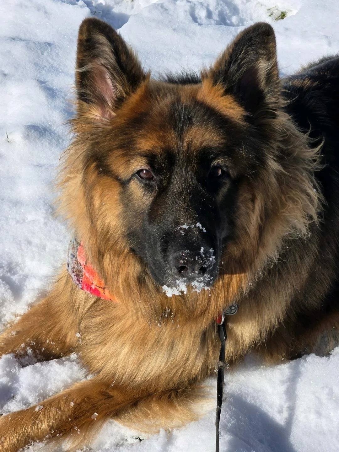 Our K9 Friends — SulleyBear Solutions