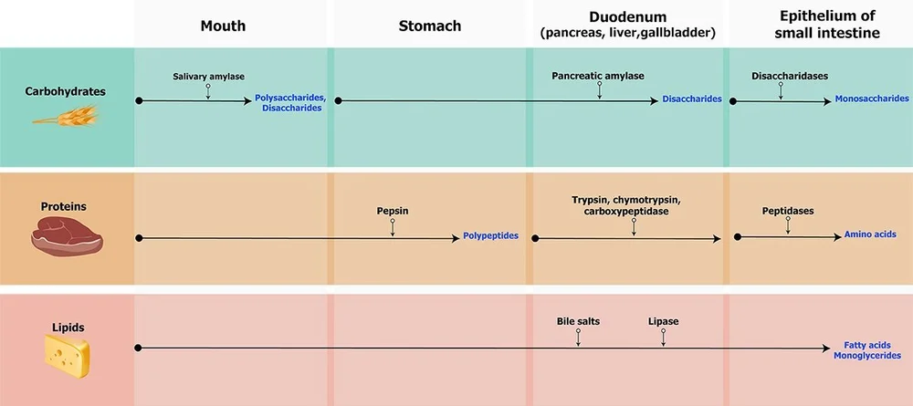Guide to Nutrient Absorption — Spoke Sciences