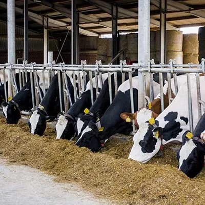 Livestock Feed — Rockingham Cooperative