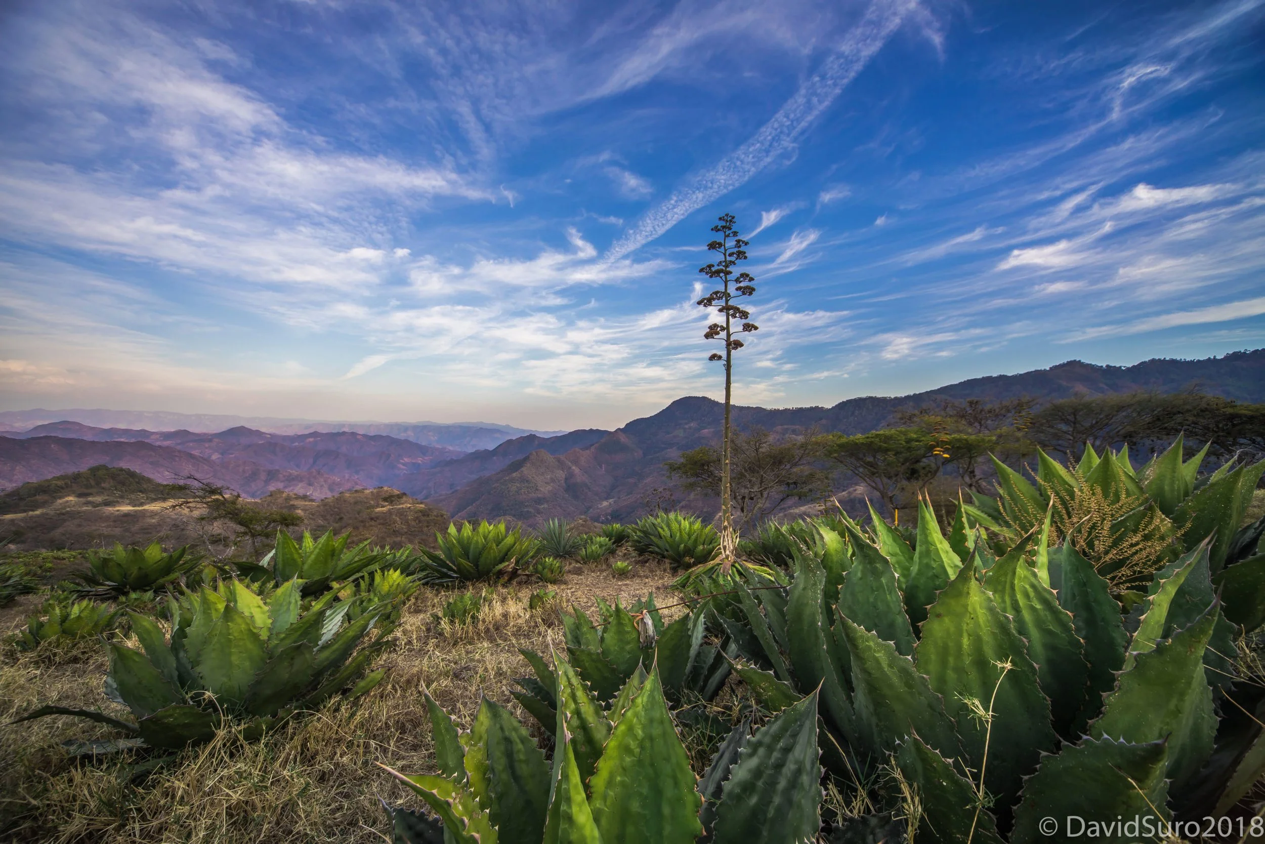 Tequila Interchange Project