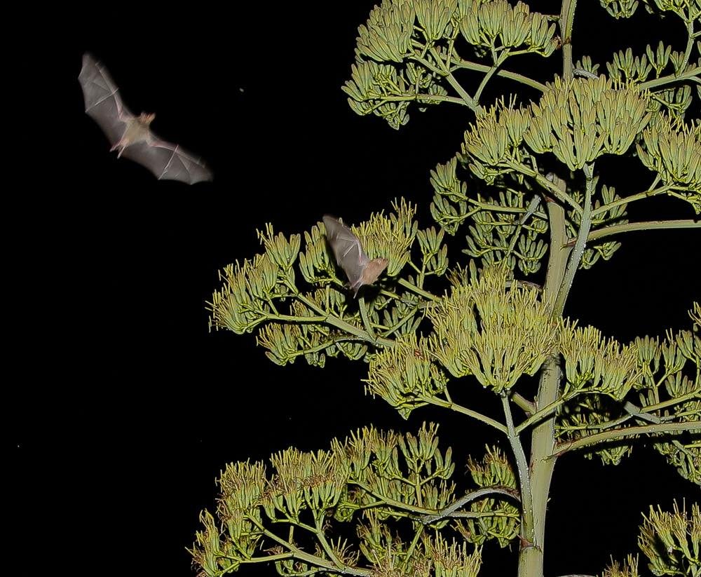 Bat Friendly — Tequila Interchange Project