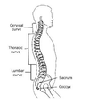How To Keep A Neutral Spine Position To Protect Our Lower Back ...