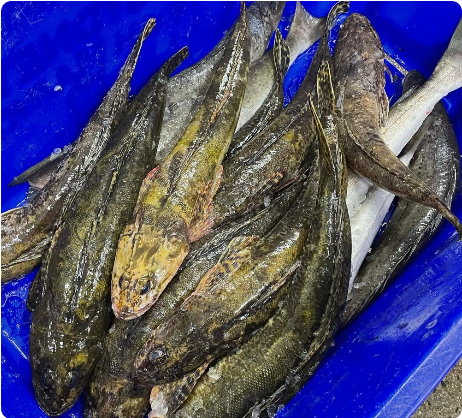 Team 1 — Strait off the boat