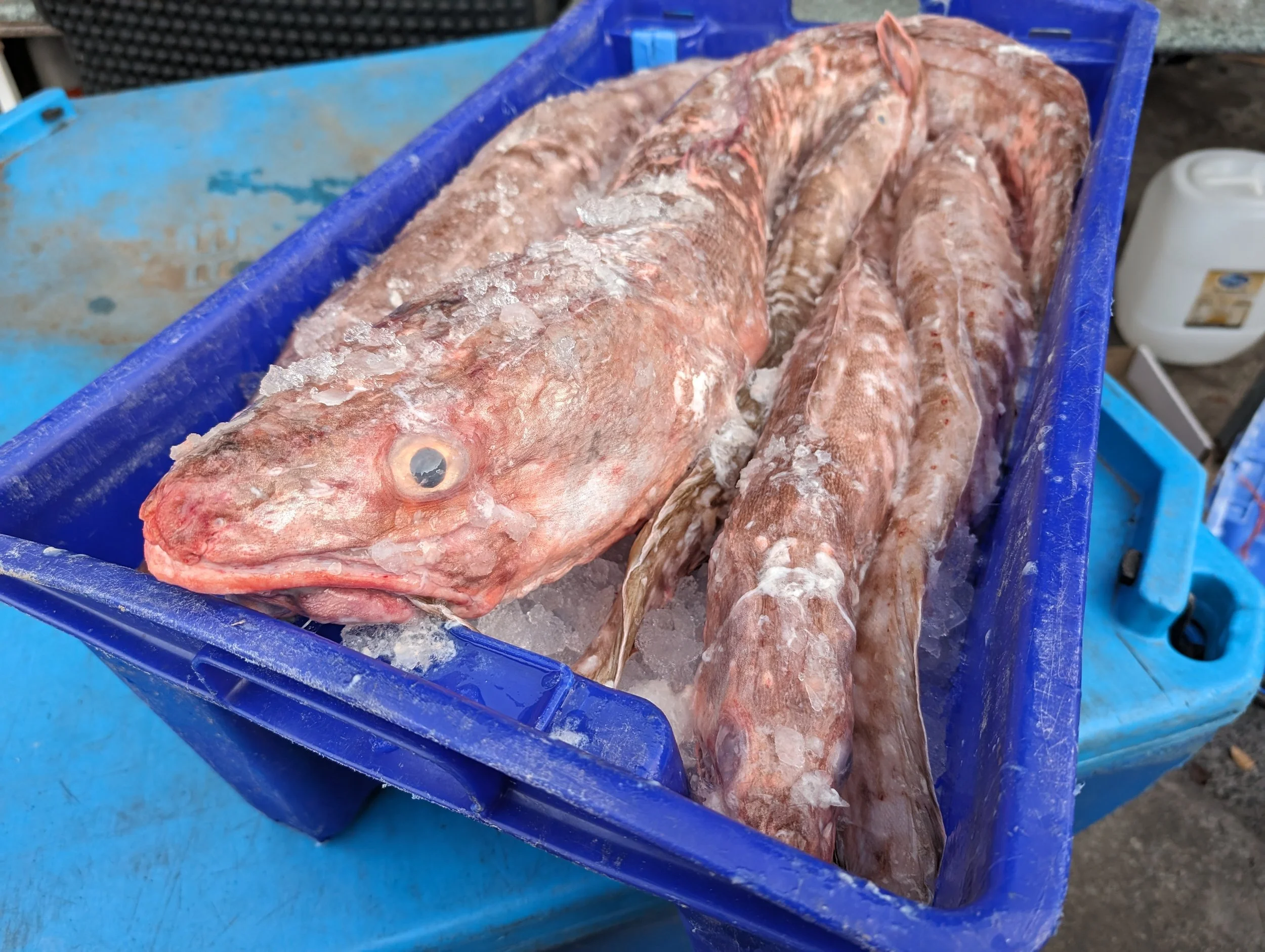 Team 1 — Strait off the boat