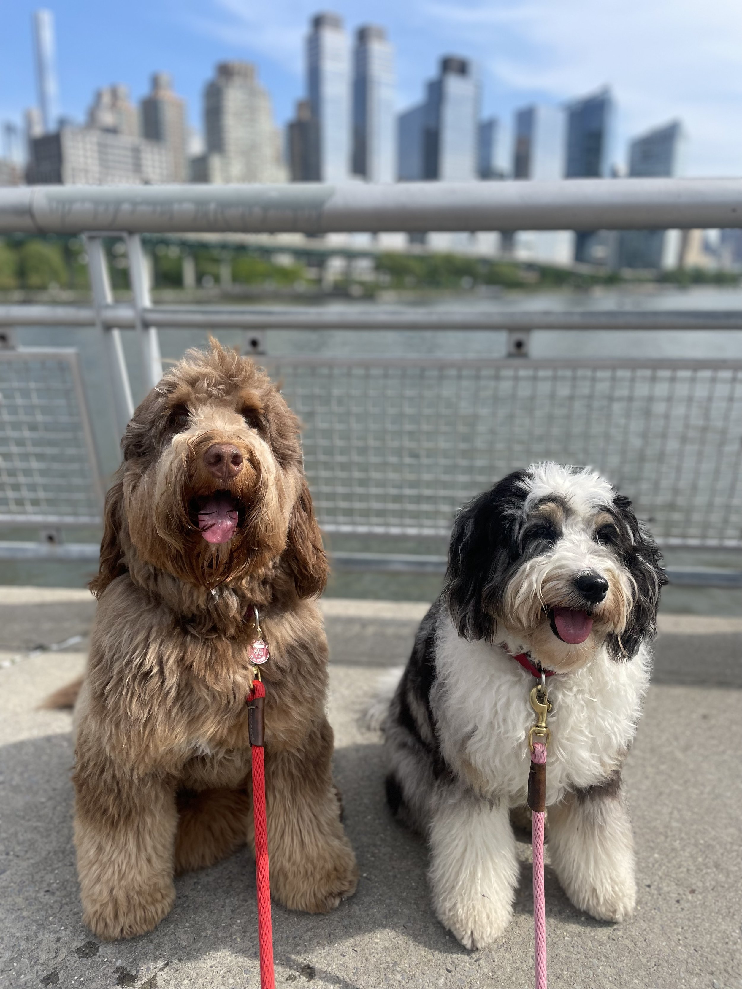 Our Service Area — The Perfect Pooch NYC