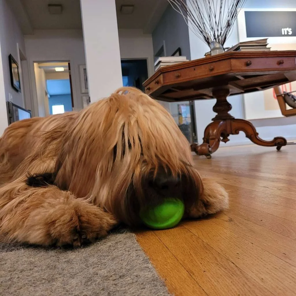 NYC Dog Sitting and Boarding — The Perfect Pooch NYC
