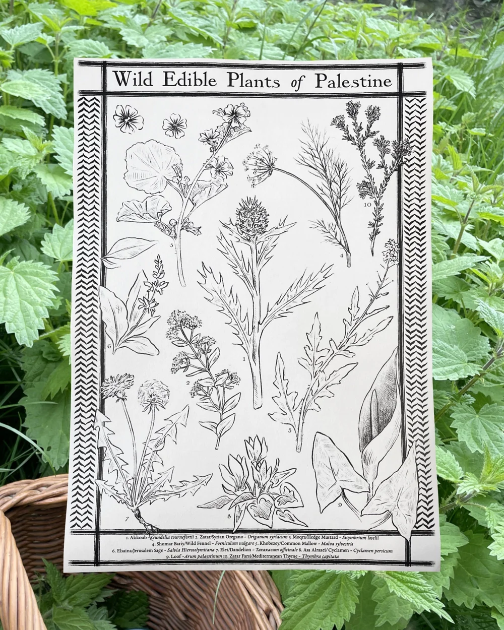 Illustration — Ruby Scott-Geddes