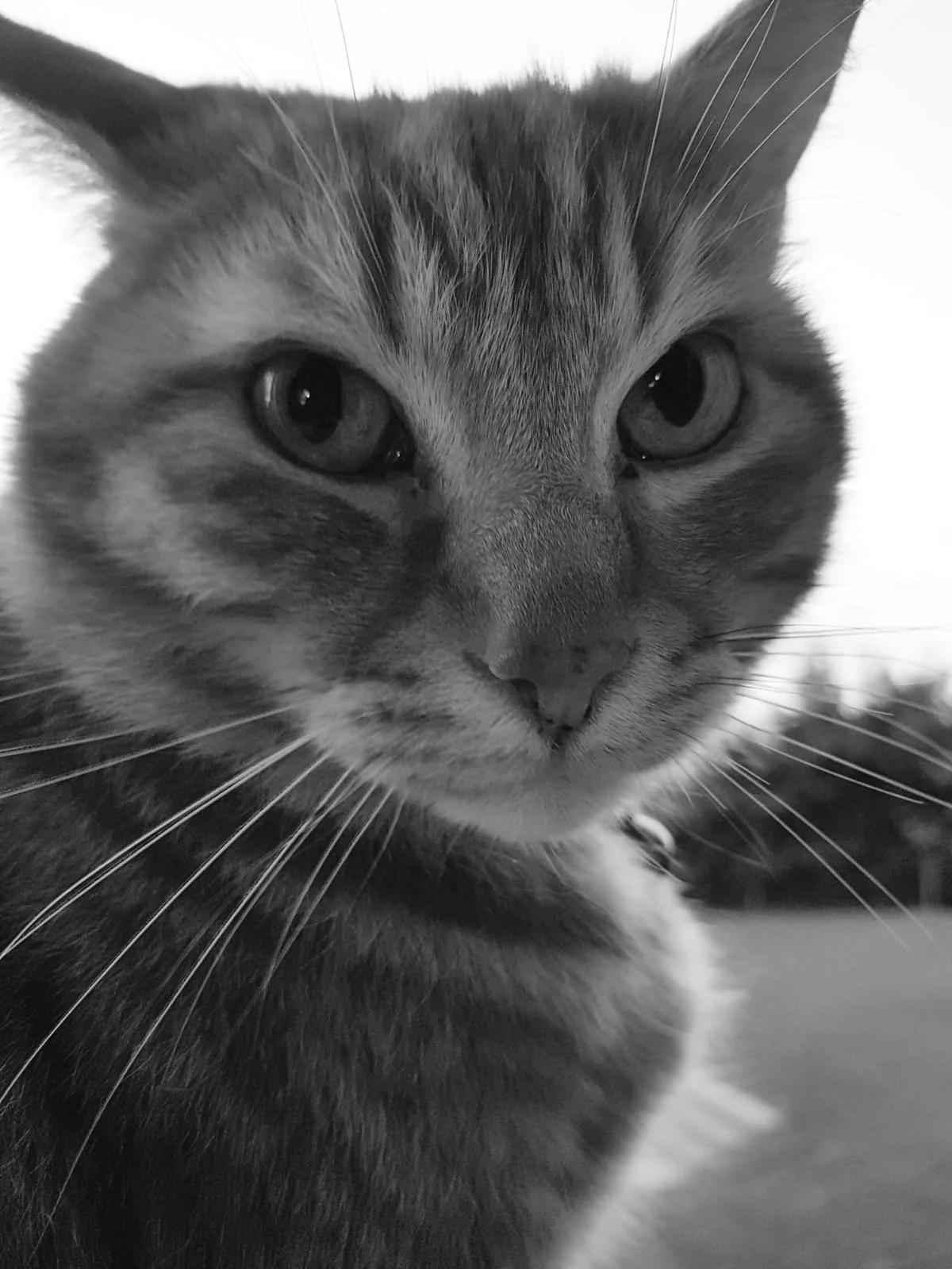 Unleash Your Personal Growth Potential: Lessons From Cats — Emna Chaouch