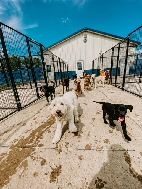 Services — Tera's S'paw & Pet Resort