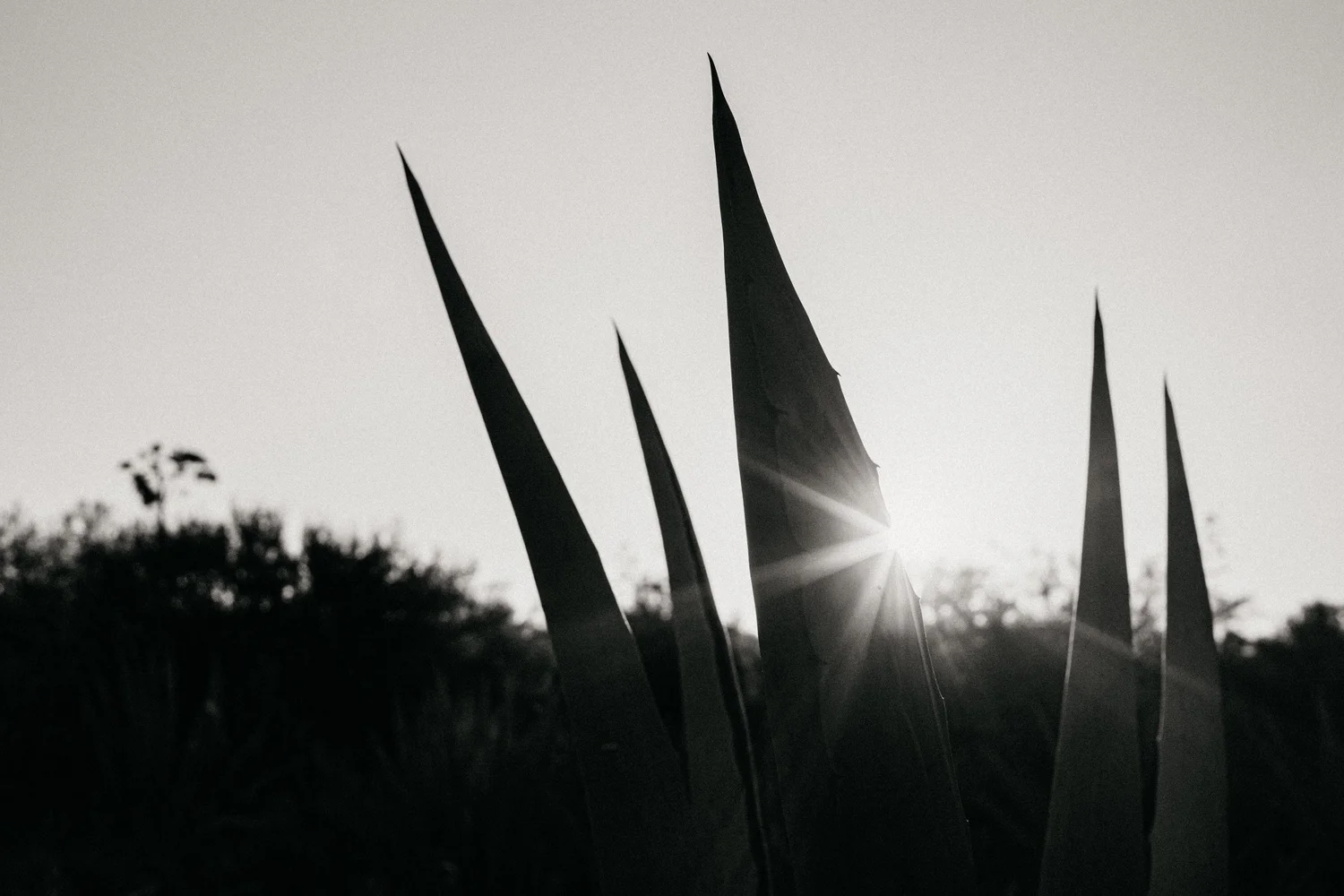 SANGO AFRICAN AGAVE