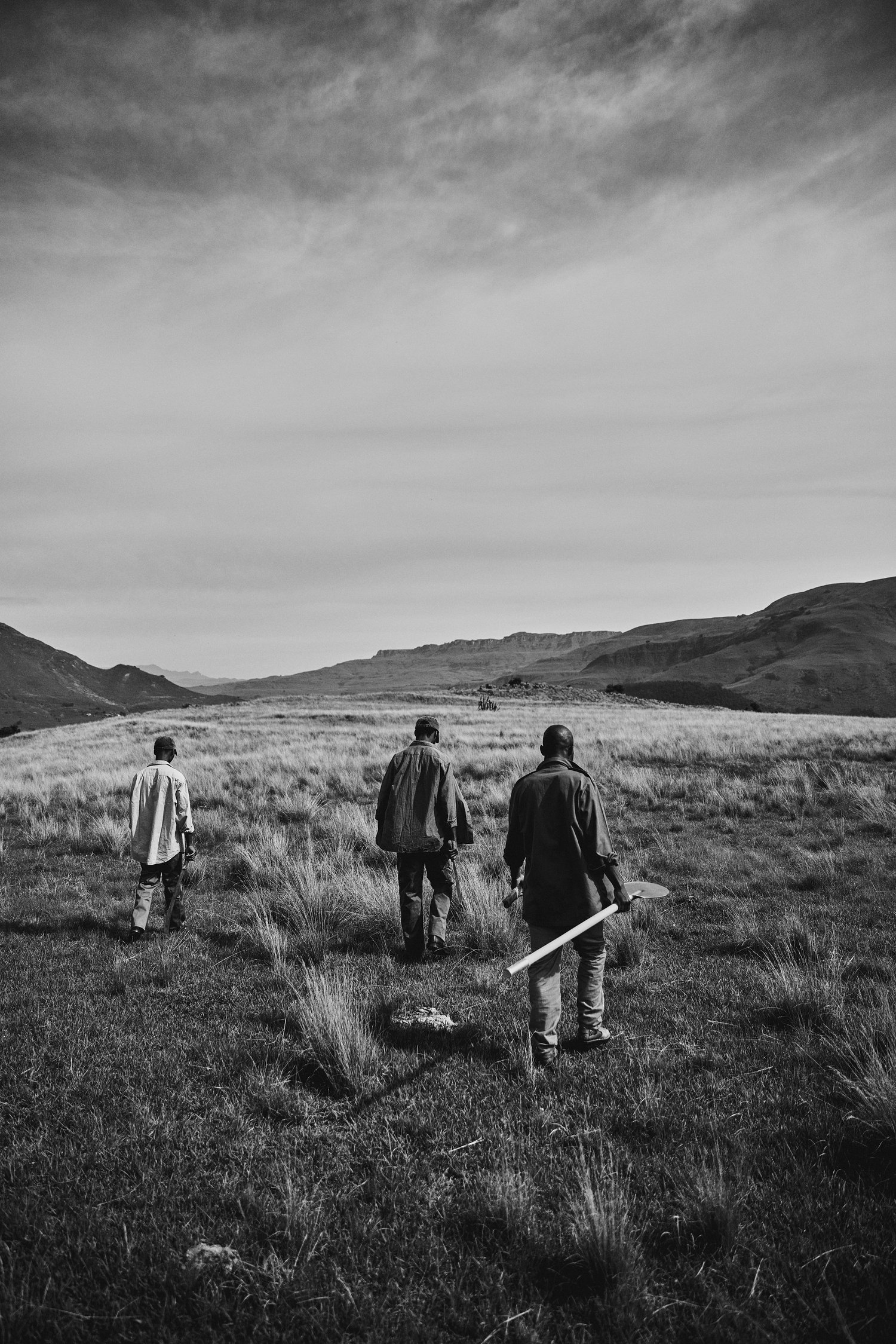 About African Agave — SANGO AFRICAN AGAVE