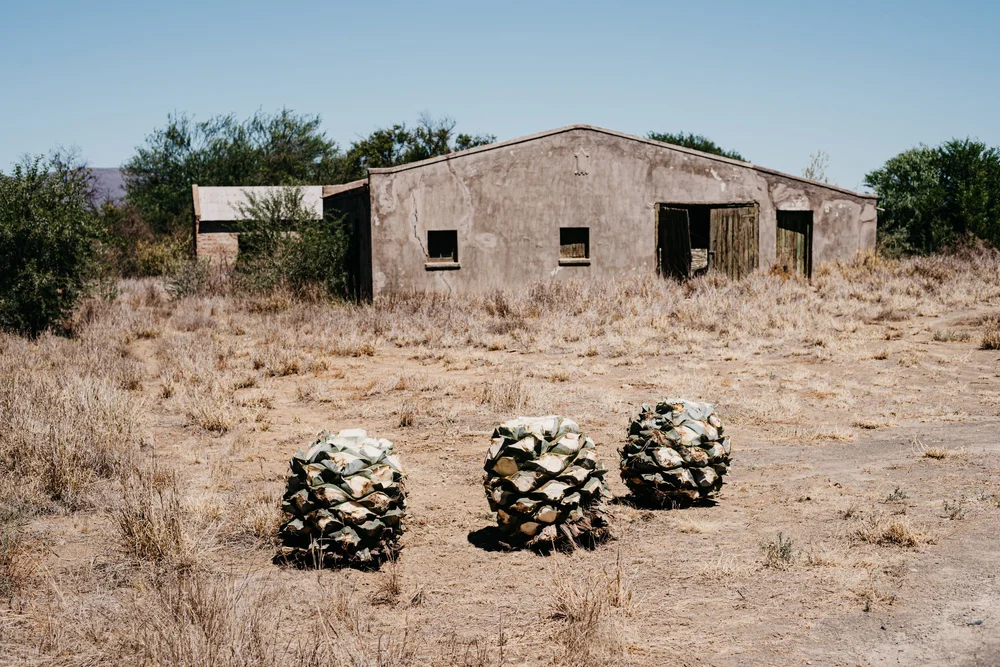 SANGO AFRICAN AGAVE