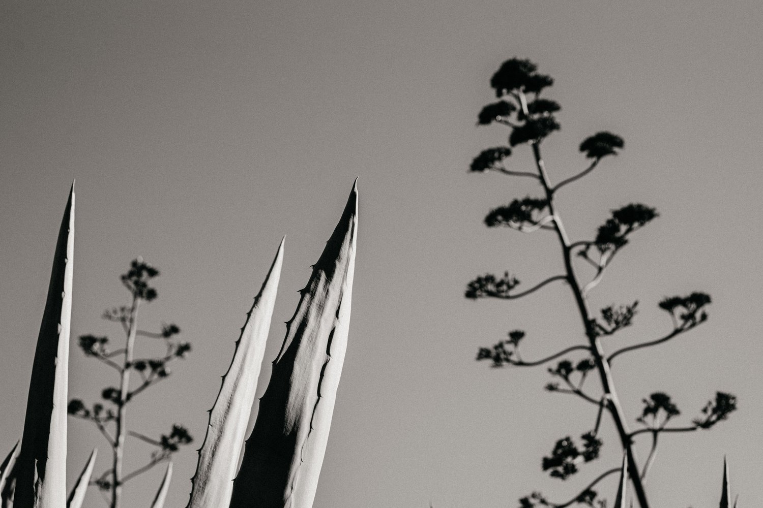 About African Agave — SANGO AFRICAN AGAVE