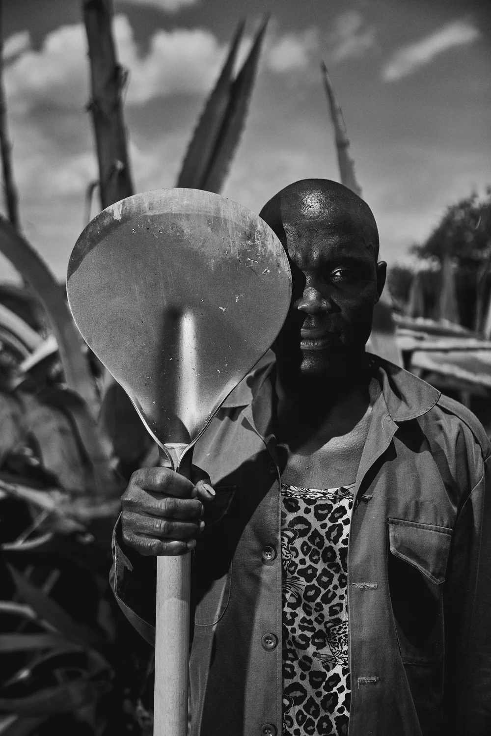 About African Agave — SANGO AFRICAN AGAVE