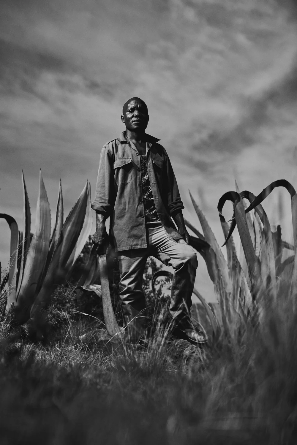 About African Agave — SANGO AFRICAN AGAVE