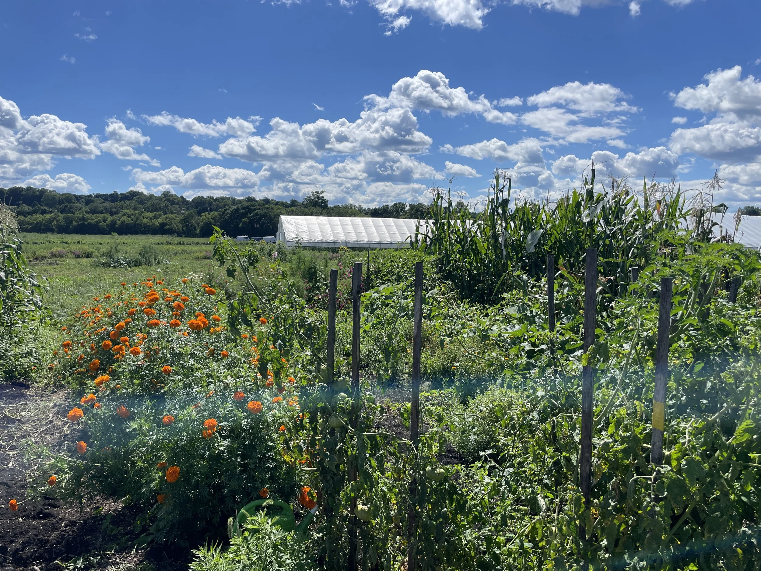 The Farm — Saboon Maazeh