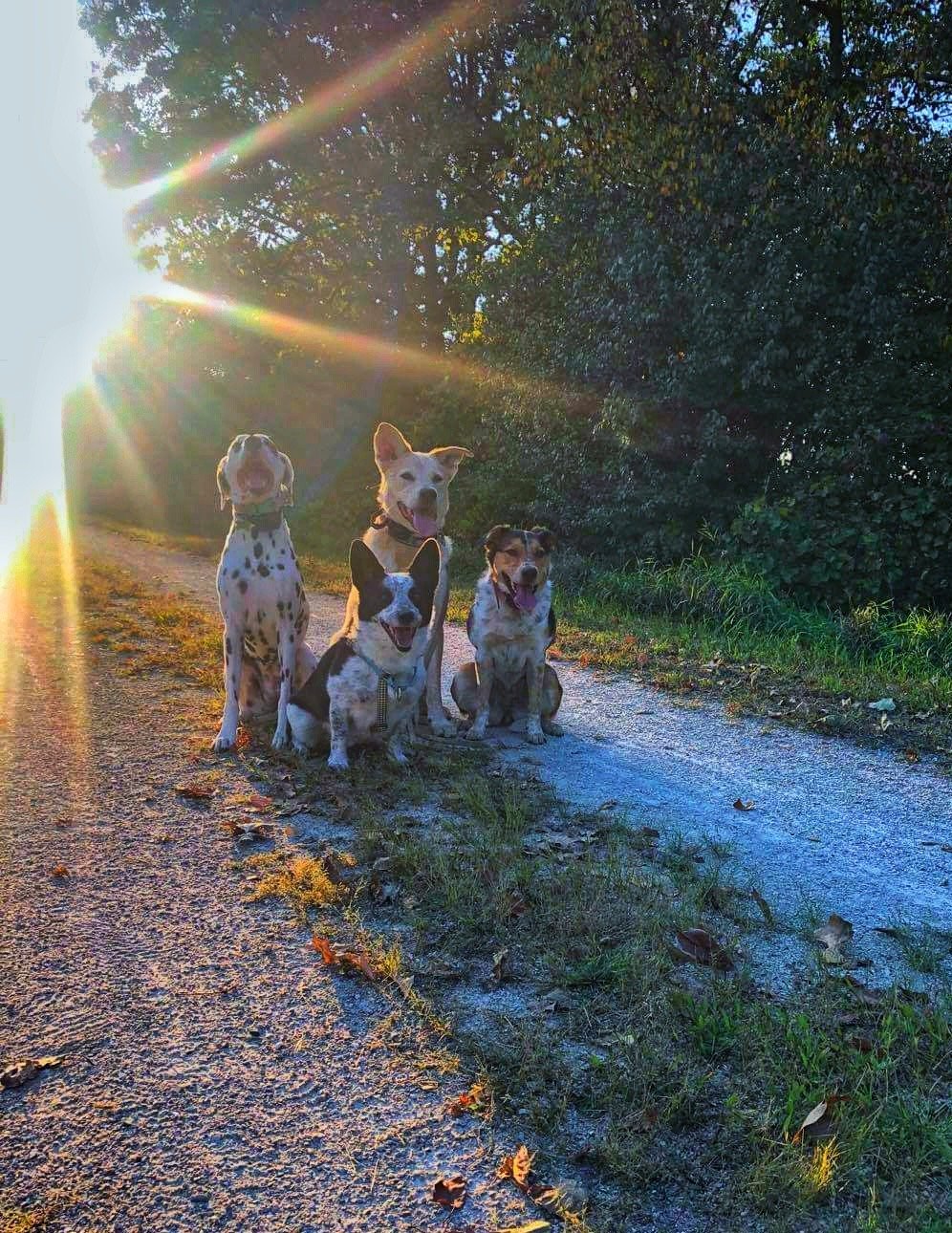 Boarding Reservations — pawsiblek9dogtraining.com