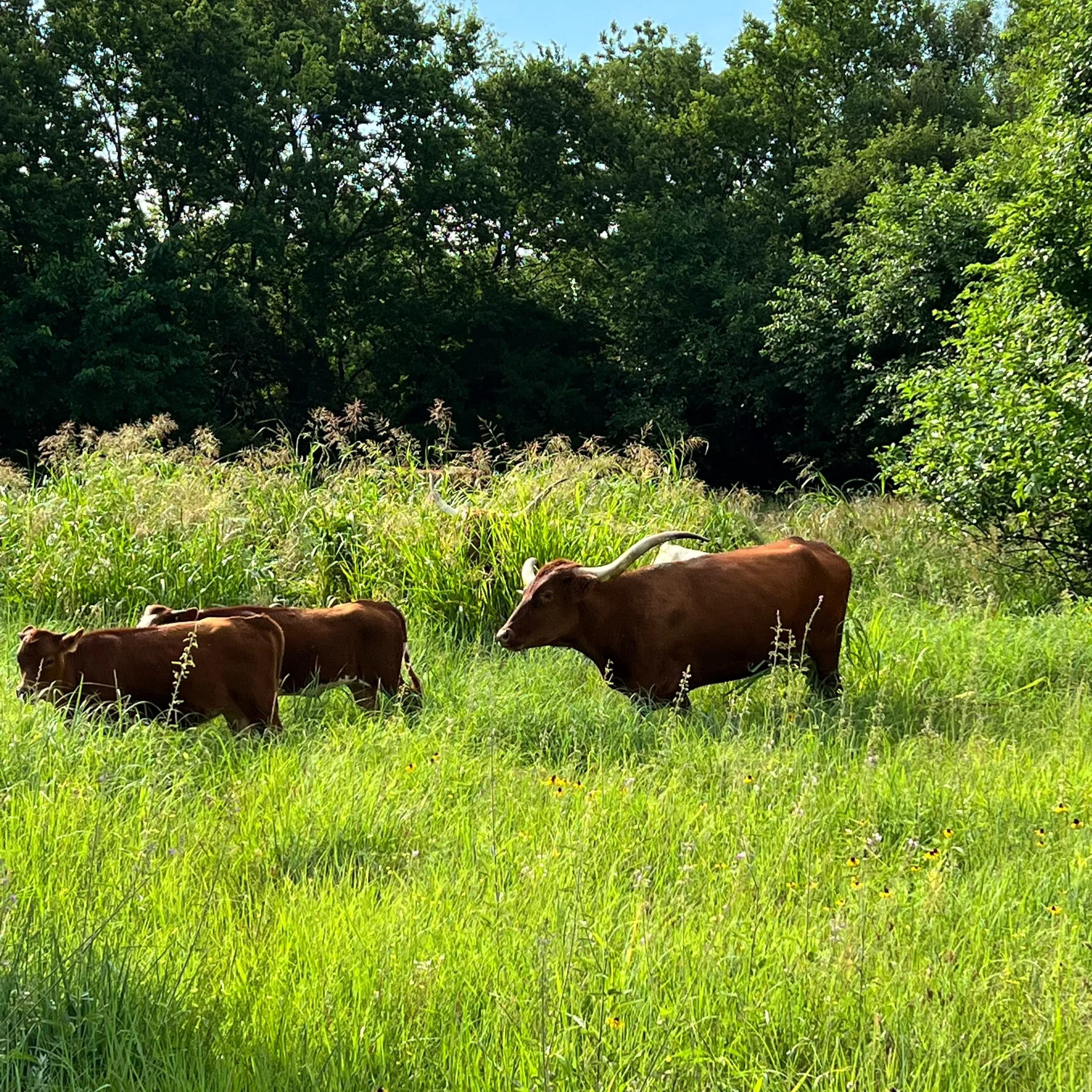 Griffith Family Farm | Pastured Chicken | Pastured Pork | Bundle Boxes ...