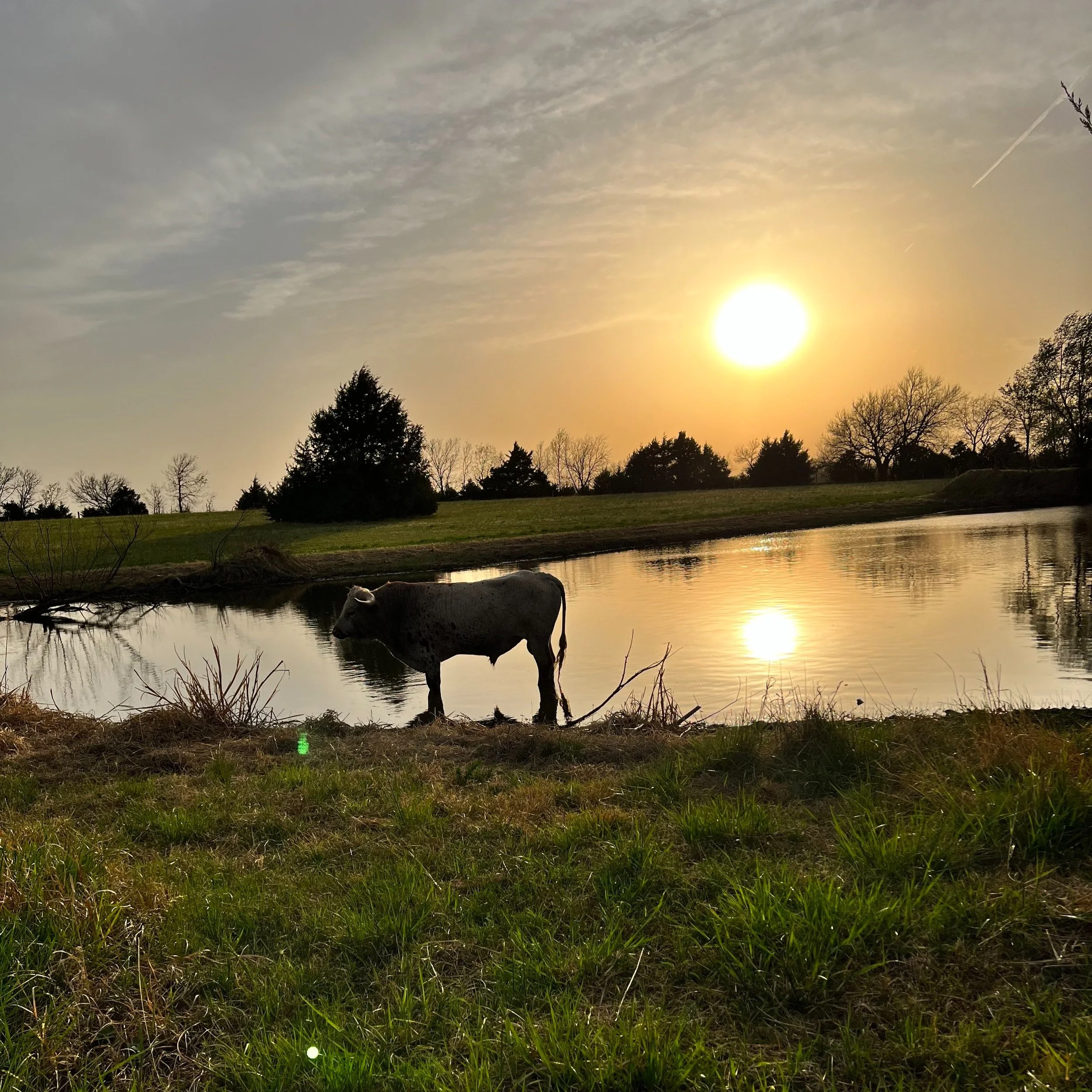 Griffith Family Farm | Pastured Chicken | Pastured Pork | Bundle Boxes ...