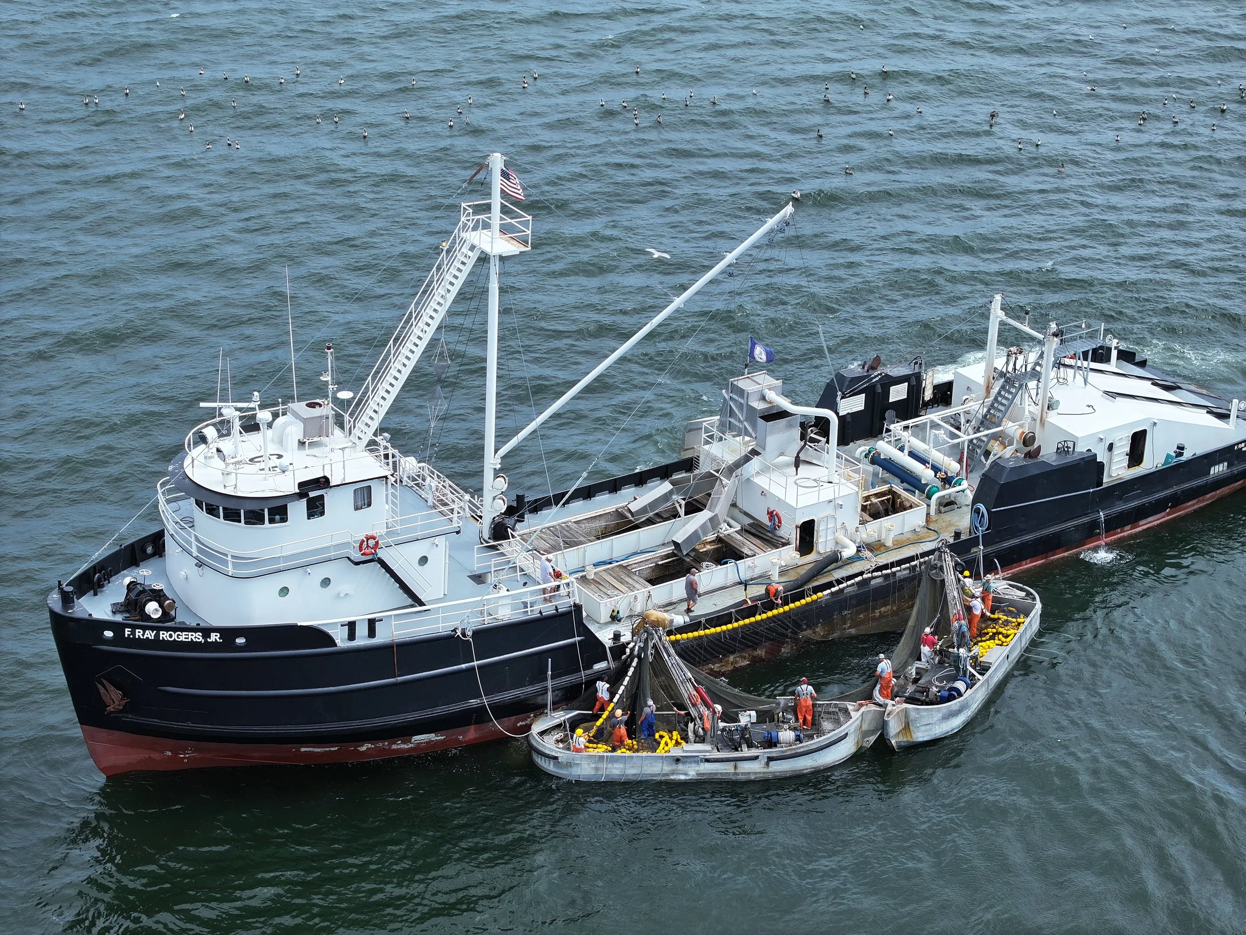 Atlantic menhaden — MENHADEN DEFENDERS