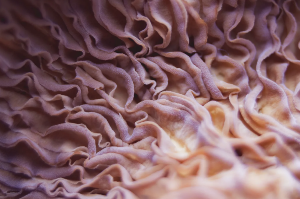 Eliminate Fungus Issues in Your Body — TruHealth by Kasara