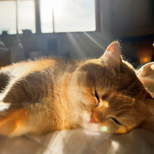 Sunkittens Cattery - Munchkin, British, & Scottish Cats