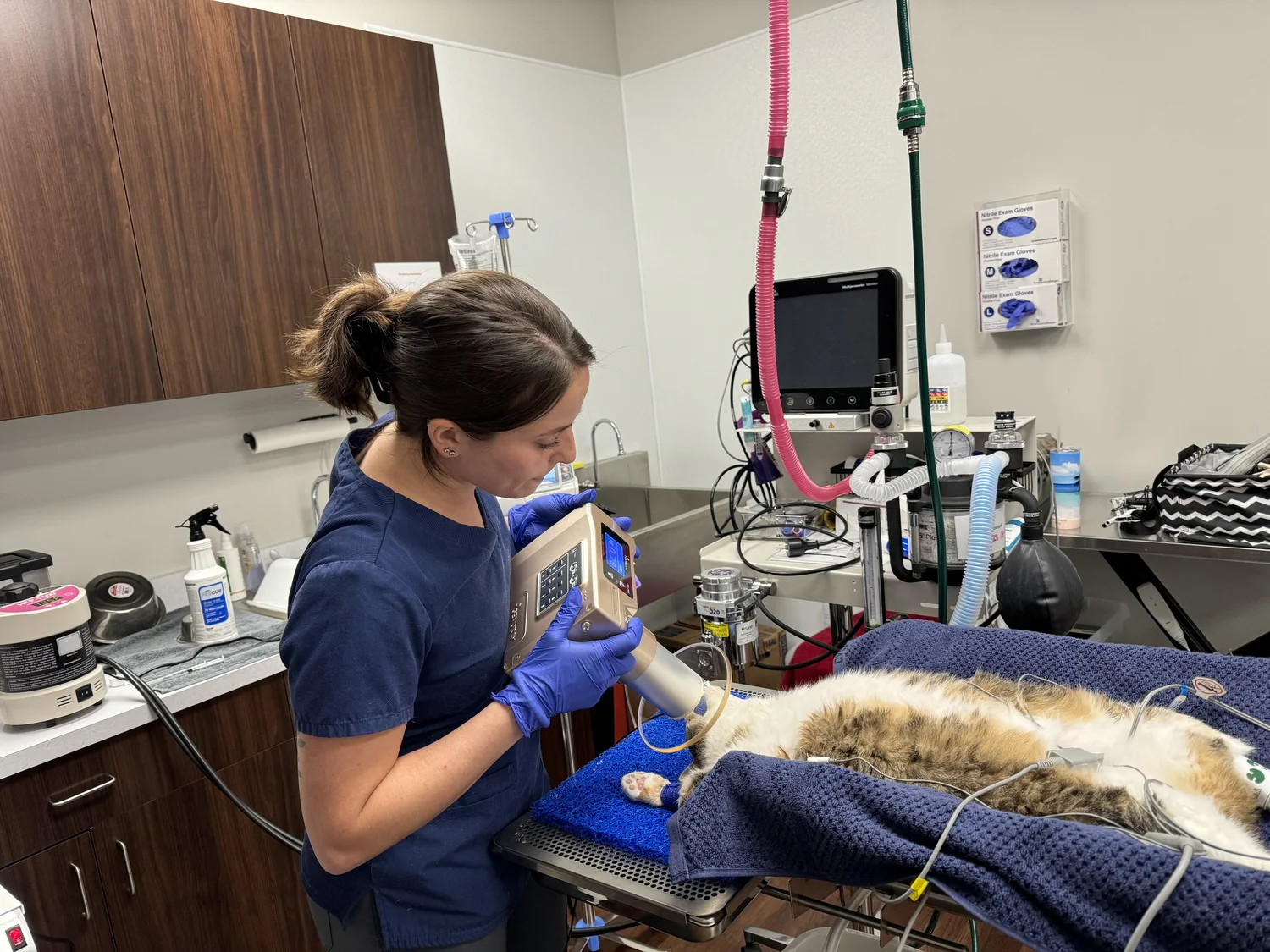 Delaware Veterinary Dental Practice