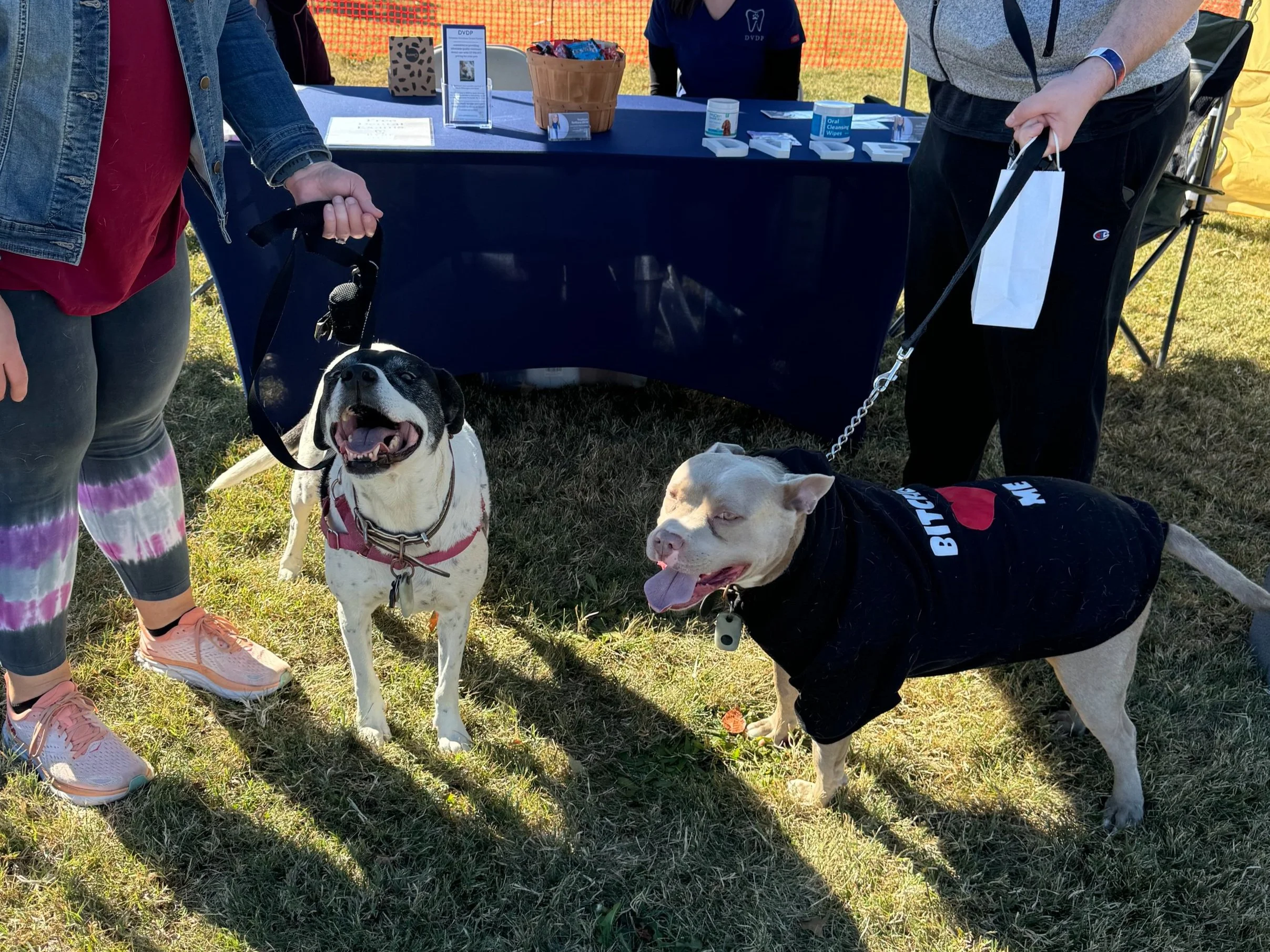 Delaware Veterinary Dental Practice