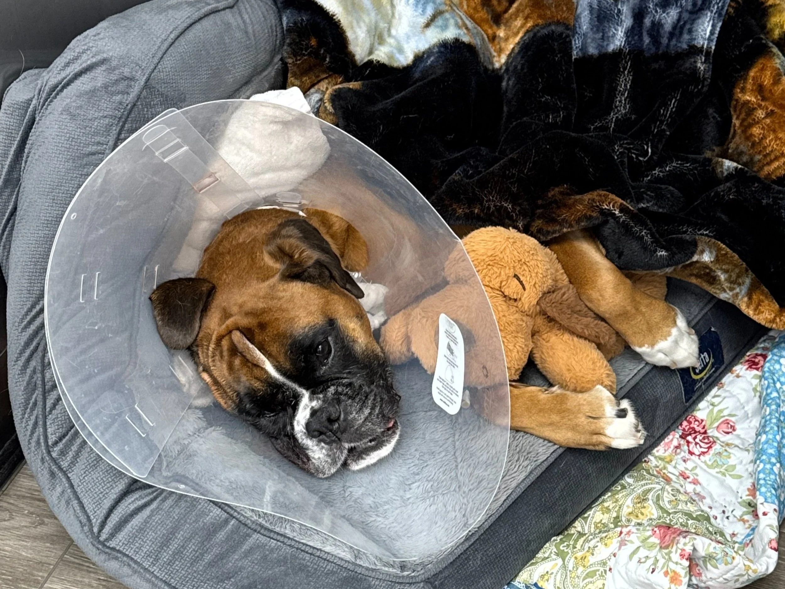 Delaware Veterinary Dental Practice