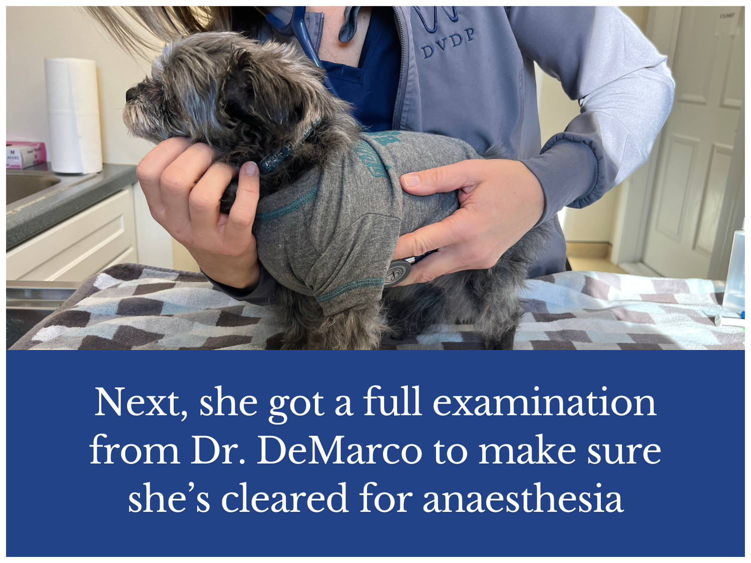 For Pet Parents — Delaware Veterinary Dental Practice